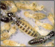 United Spraying Service, Inc. - Termite Inspections, treatment and ...